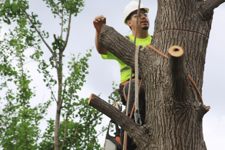 Effective Tree Service Marketing Strategies for Business Growth